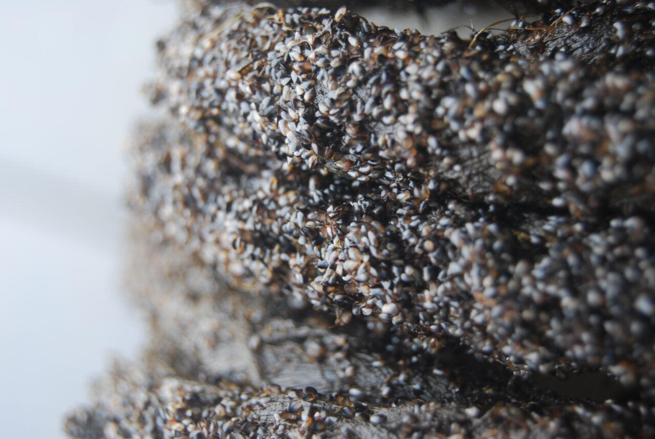 Our Products | Vic Shellfish Hatchery